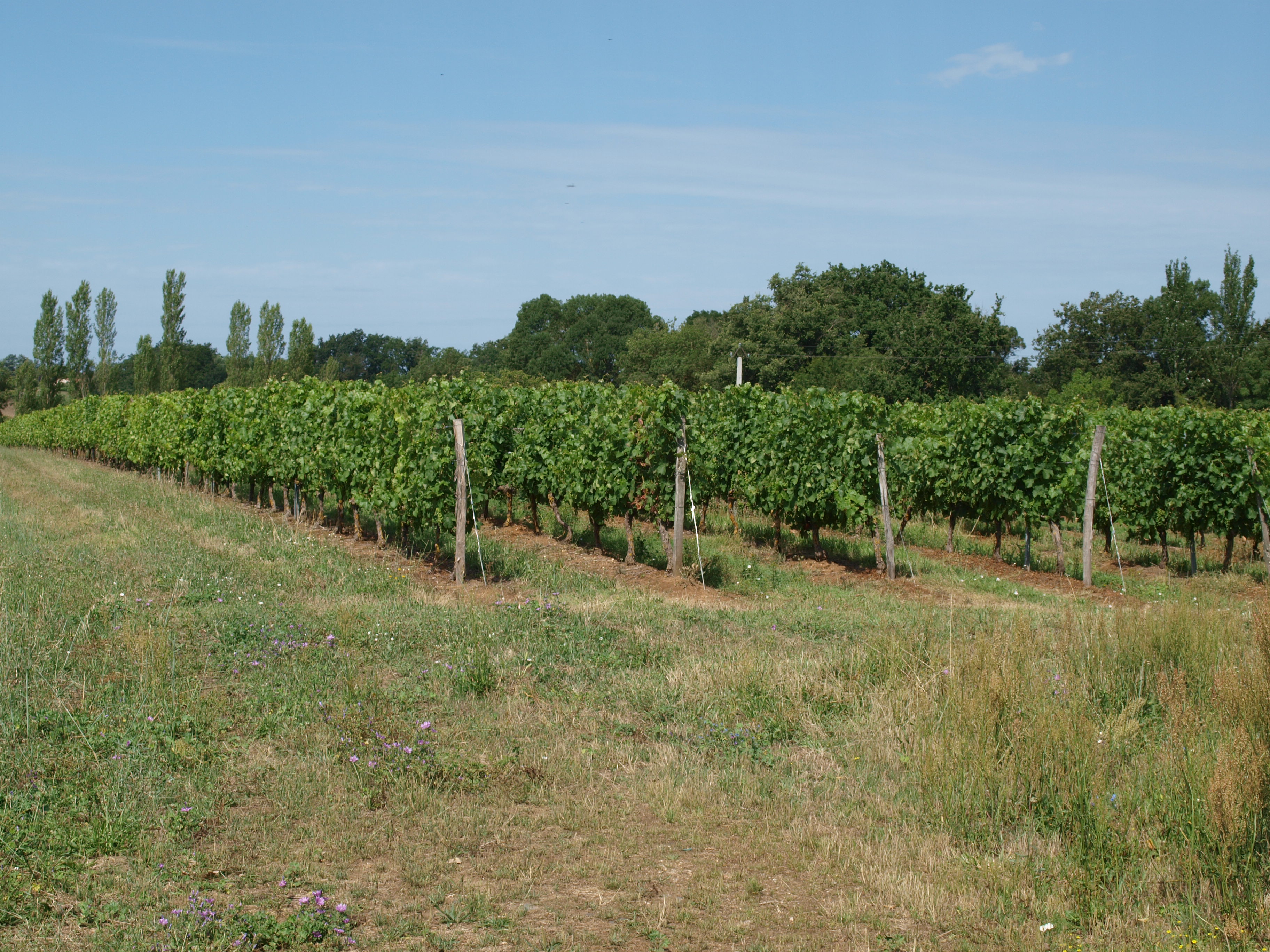 Le Pont de Livier 2023 Val de Loire IGP Blanc